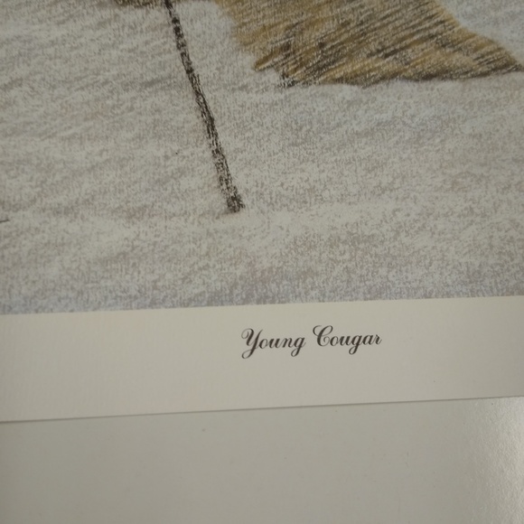 Harold Rigsby | Wall Decor | Young Cougar By Harold Rigsby 9975 Signed ...